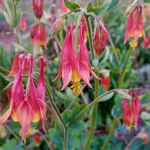 Wild Columbine Seeds Aquilegia Canadensis - Etsy