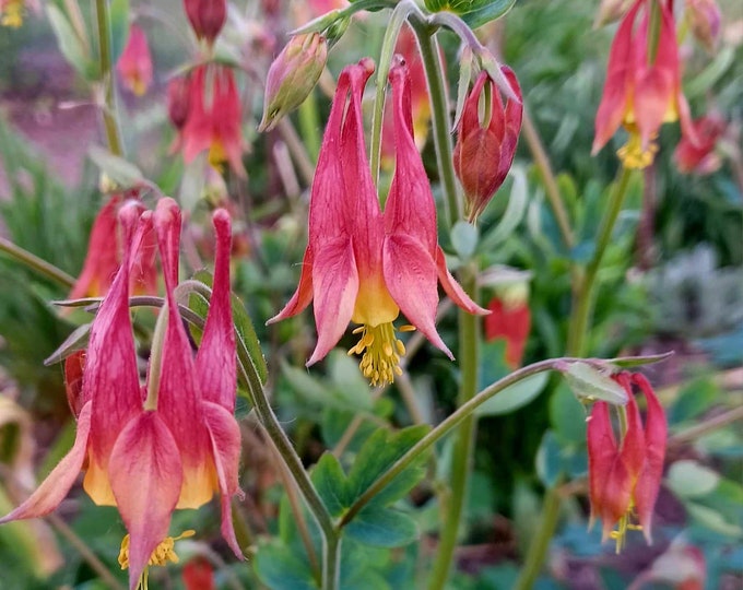 Red Wild Columbine Seeds - Etsy