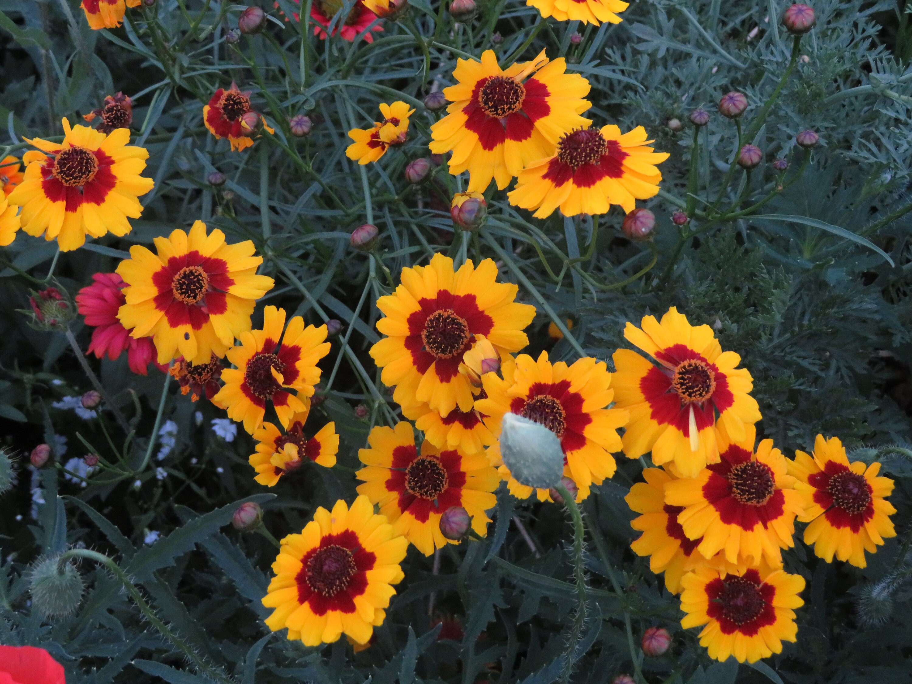 Plains Coreopsis Seeds (coreopsis Tinctoria) - Annual - Etsy