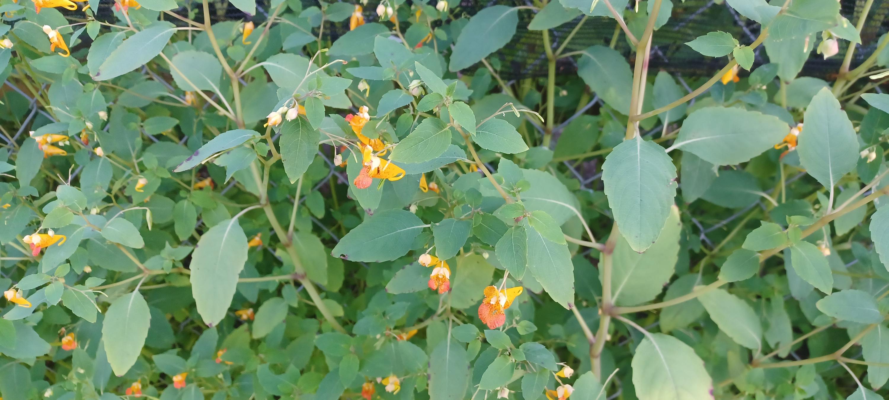 Spotted Touch-me-not Seeds Impatiens Capensis Annual Wildflower - Etsy