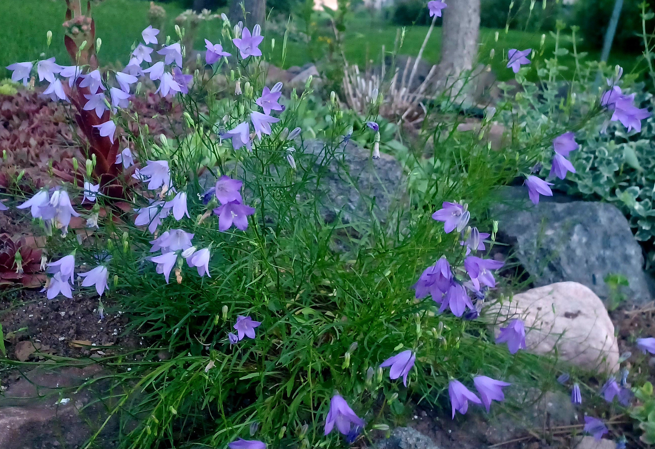 Harebell Seeds Campanula Rotundifolia - Etsy