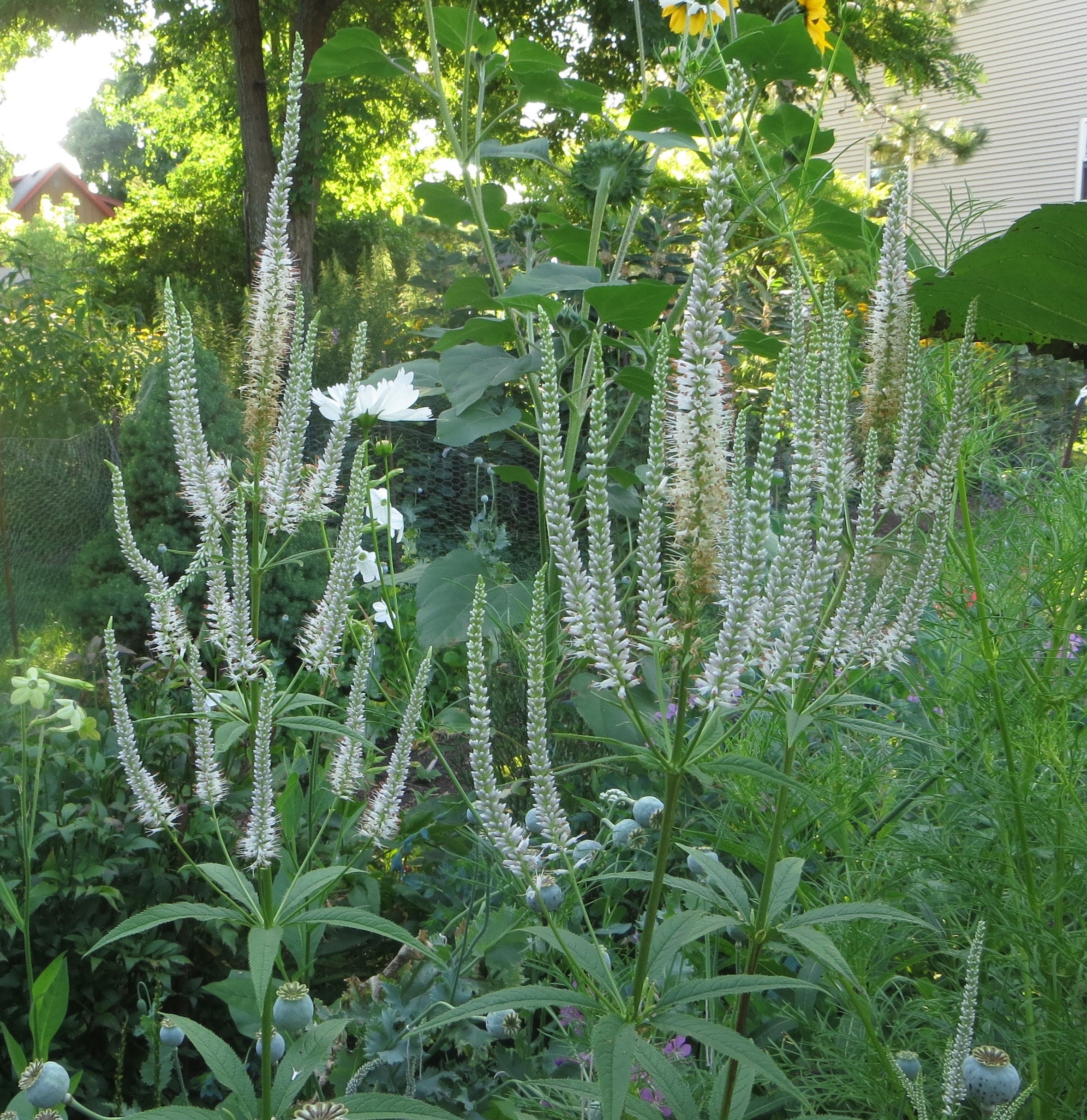 Culver's Root Seeds - Veronicastrum Virginicum - Perennial Wildflower ...