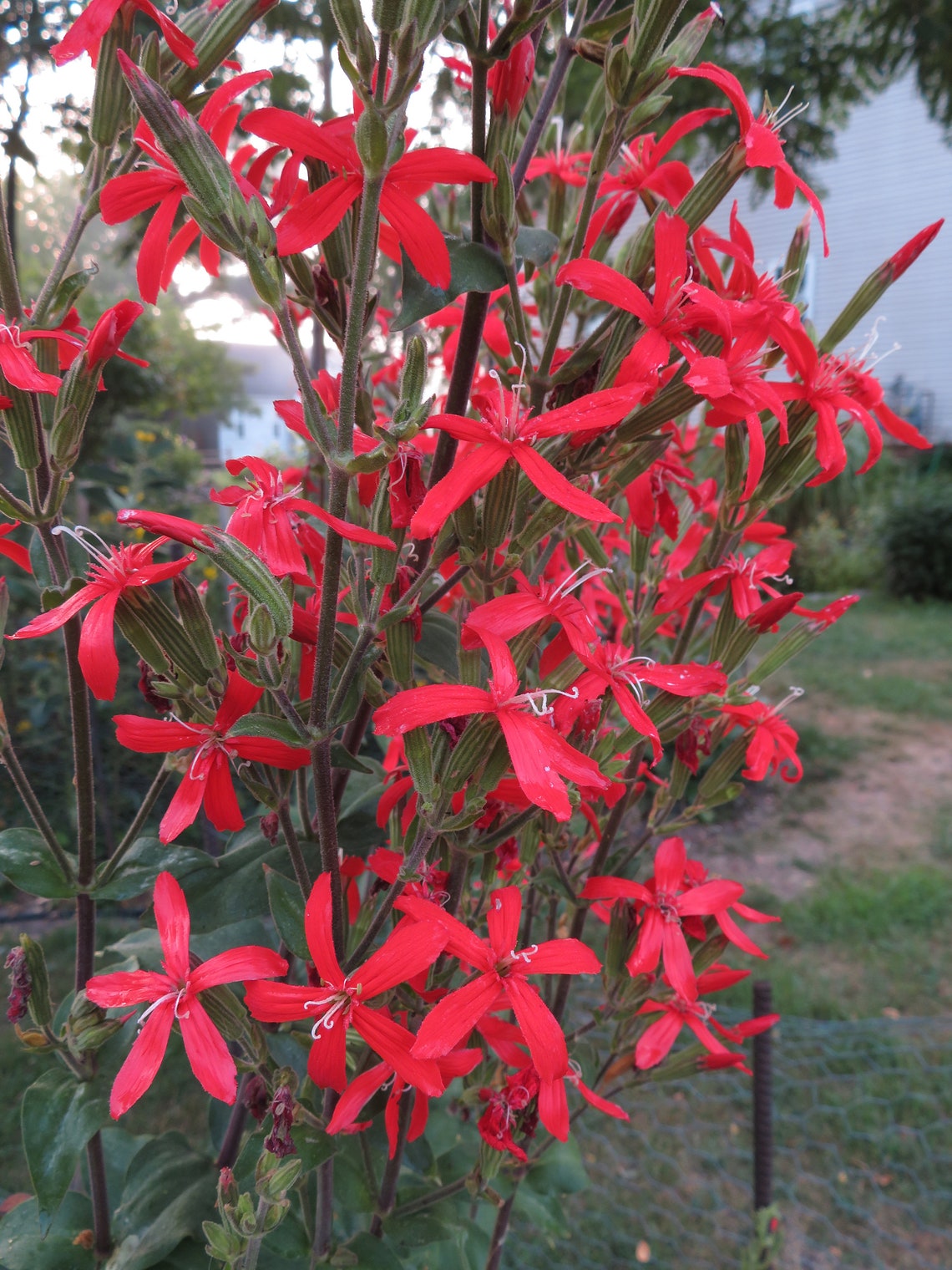 Royal Catchfly Seeds Silene Regia Native Wildflower - Etsy