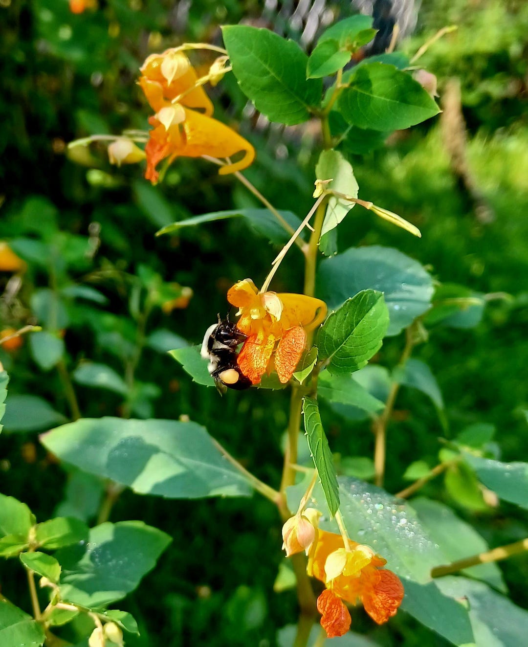 Spotted Touch-me-not Seeds Impatiens Capensis Annual Wildflower - Etsy