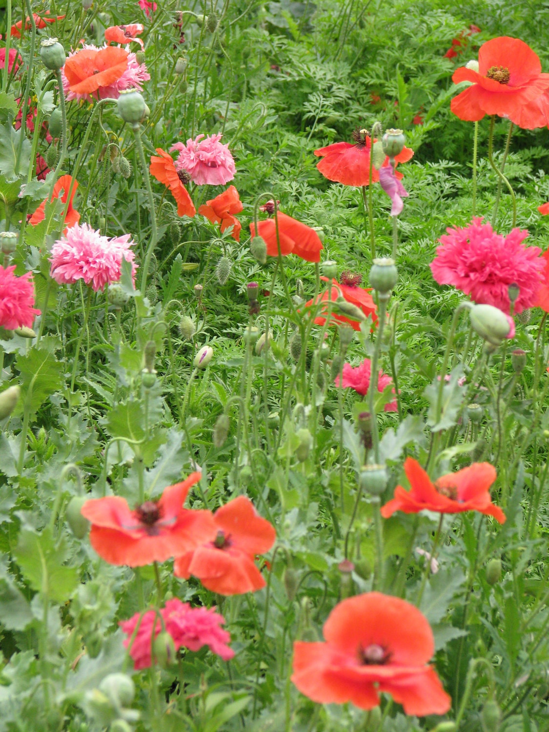 Red Poppy Seeds Papaver Rhoeas | Etsy