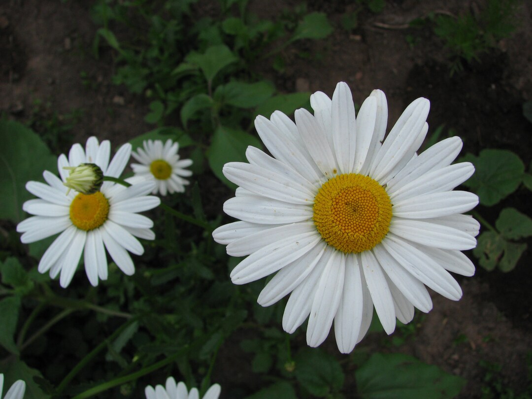 Shasta Daisy Seeds - Chrysanthemum Maximum - Perennial - Etsy