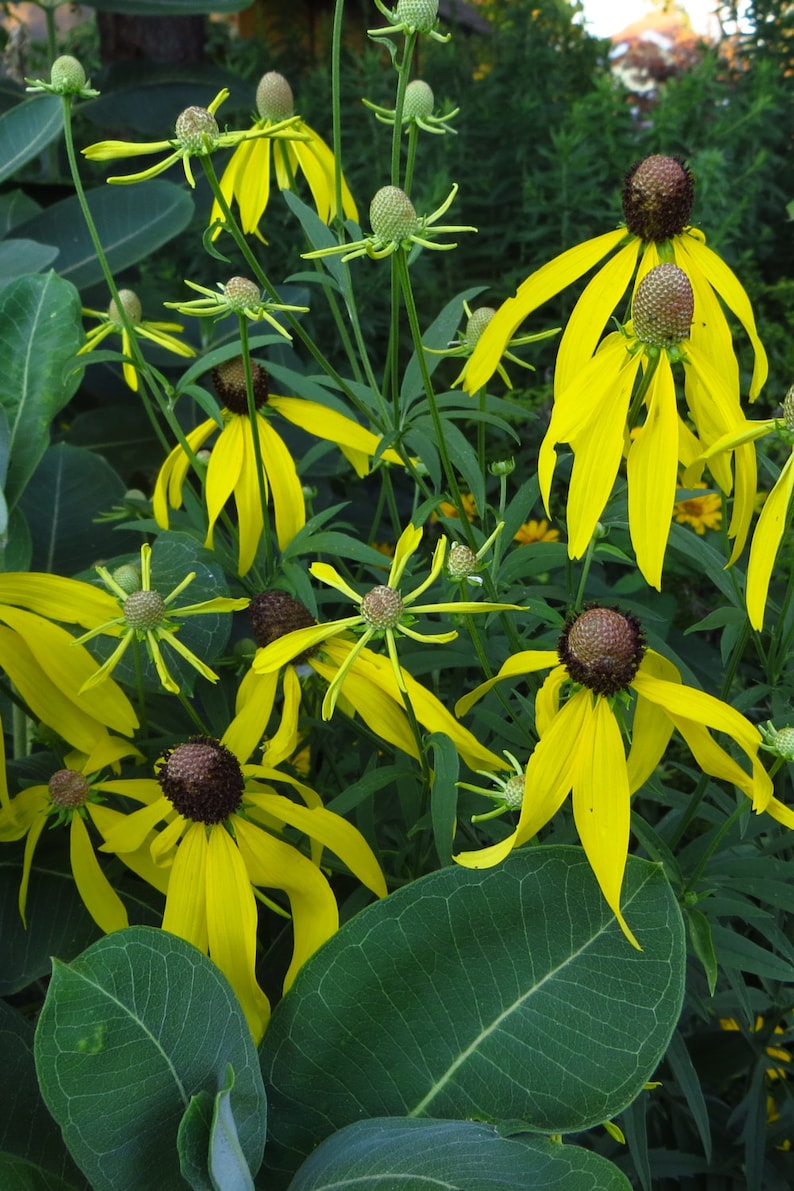 Yellow Coneflower Seeds Ratibida Pinnata - Native Wildflower - Etsy