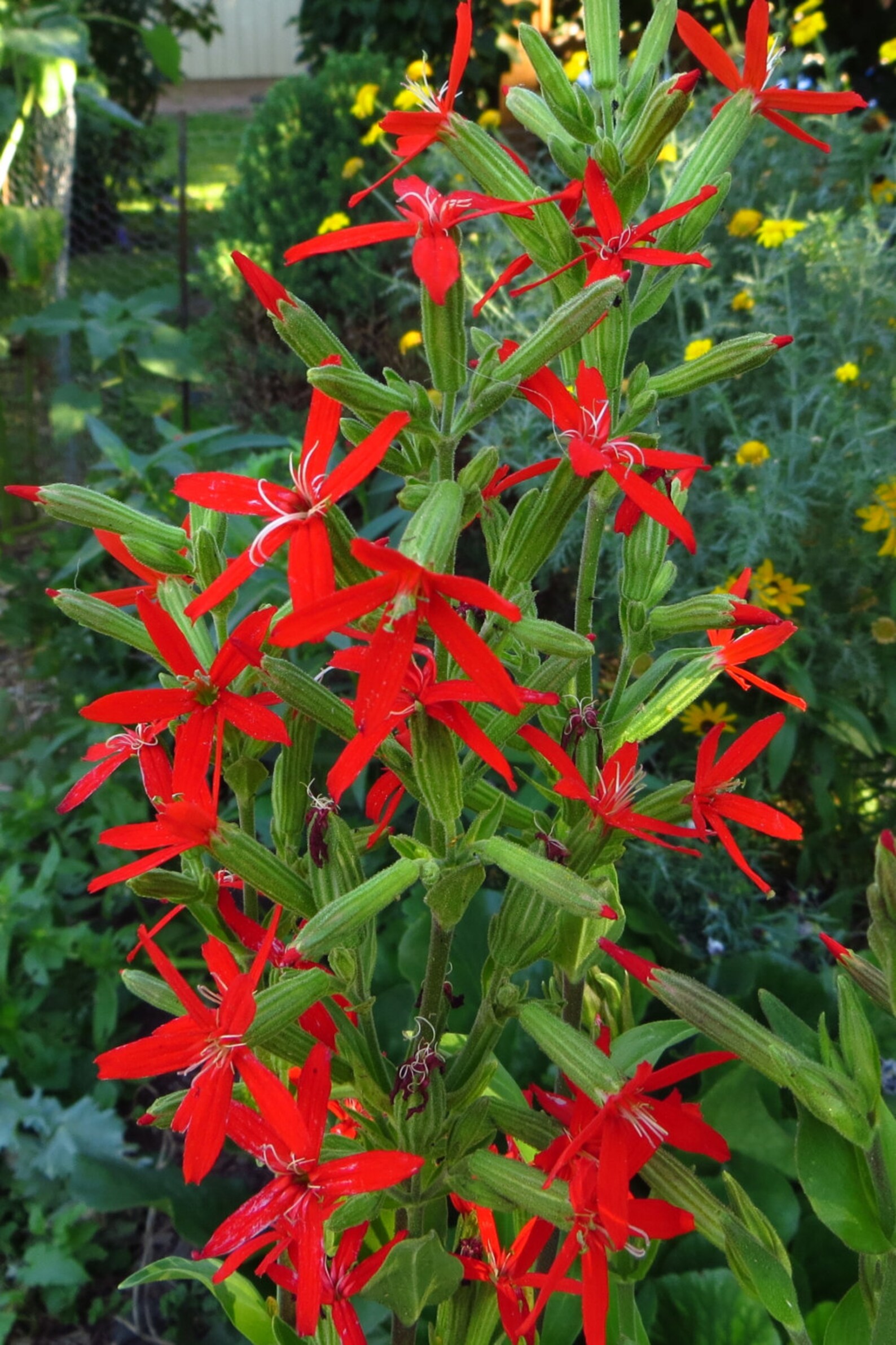 Royal Catchfly Seeds Silene Regia Native Wildflower - Etsy