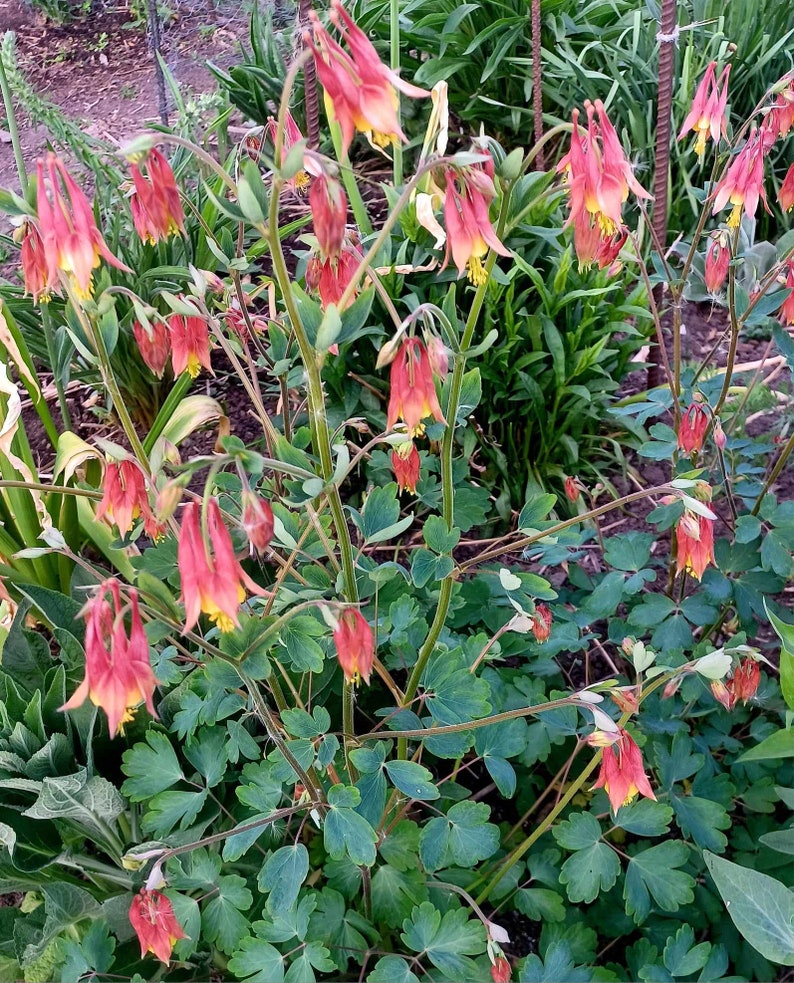 Wild Columbine Seeds Aquilegia Canadensis - Etsy