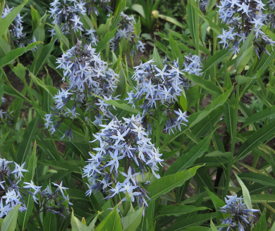 Common Bluestar Seeds Amsonia Tabernaemontana - Etsy