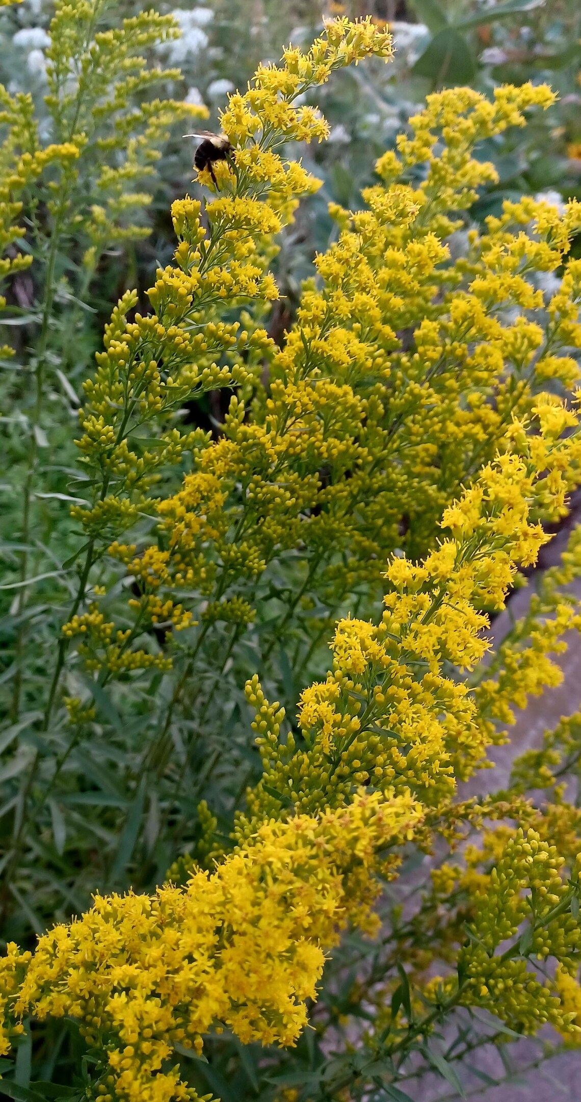 Gray Goldenrod Seeds Solidago Nemoralis - Pollinator Attracting Native ...