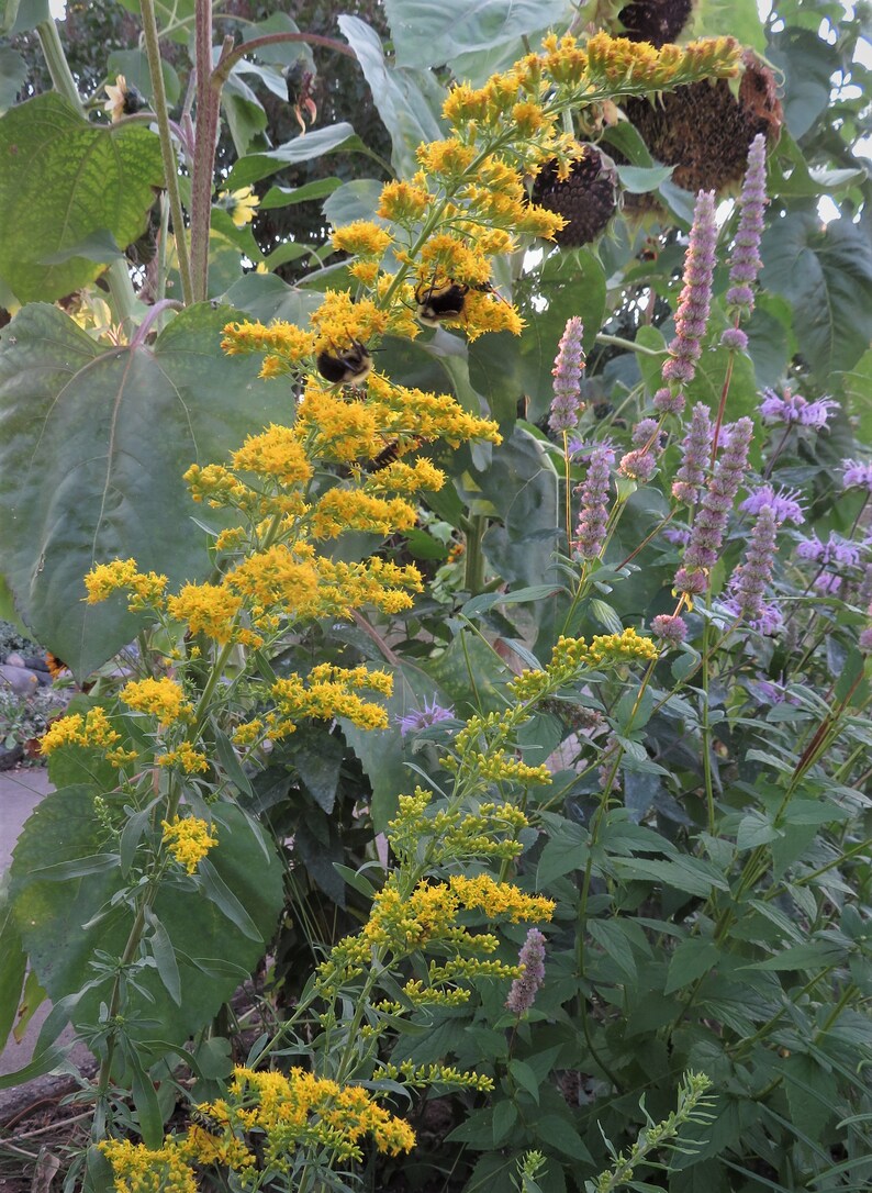 Gray Goldenrod Seeds Solidago Nemoralis Native Wildflower - Etsy