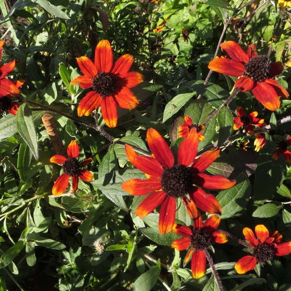 Golden Alexanders Seeds Native Wildflower - Etsy
