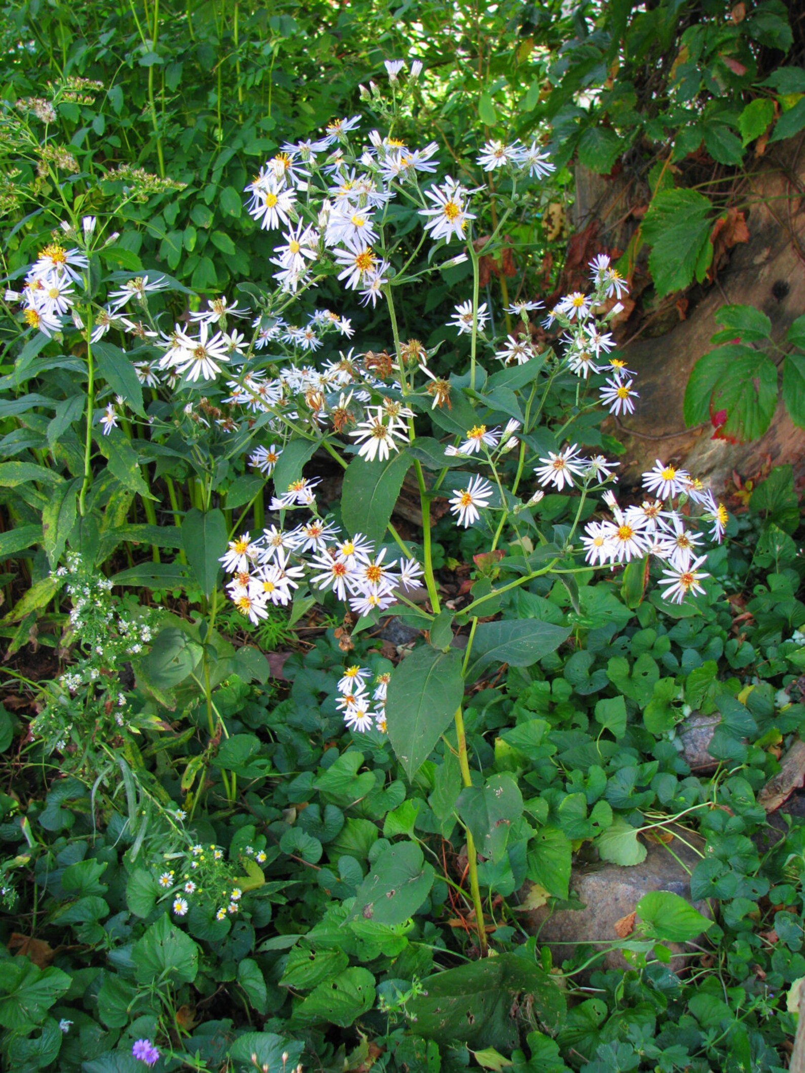 Large Leaf Aster Seeds Aster Macrophyllus - Native Wildflower - Etsy