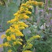 Gray Goldenrod Seeds Solidago Nemoralis Native Wildflower - Etsy
