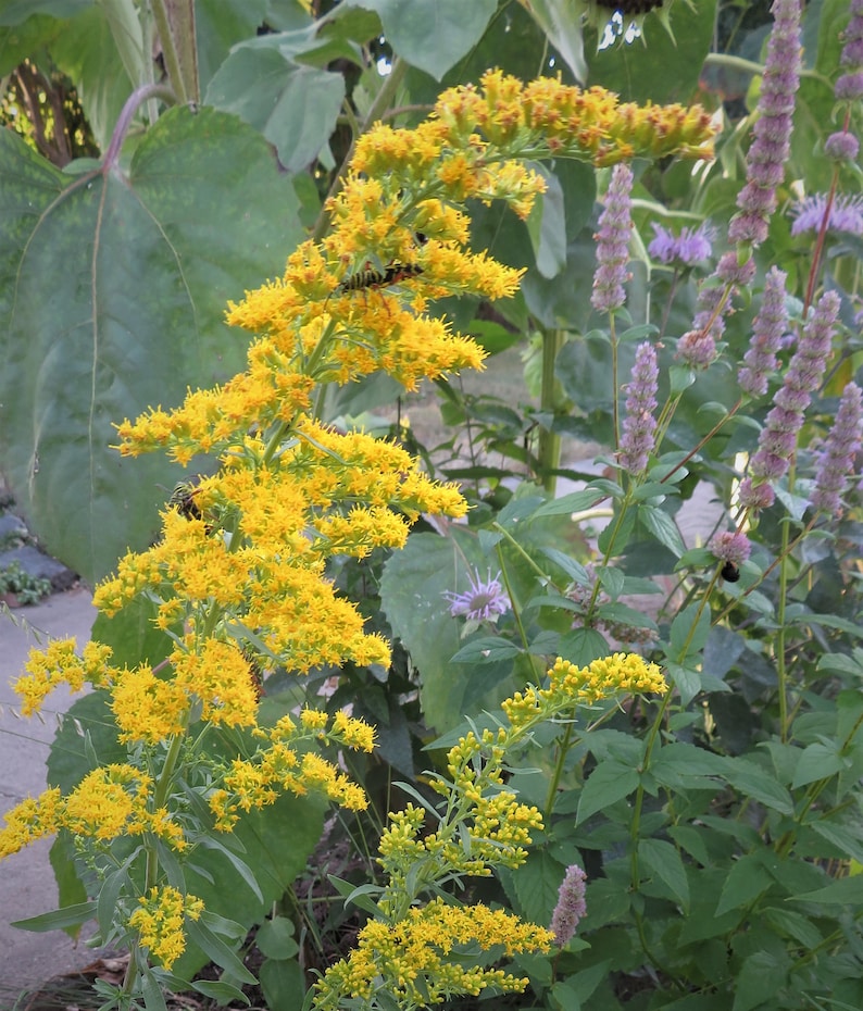 Gray Goldenrod Seeds Solidago Nemoralis - Pollinator Attracting Native ...