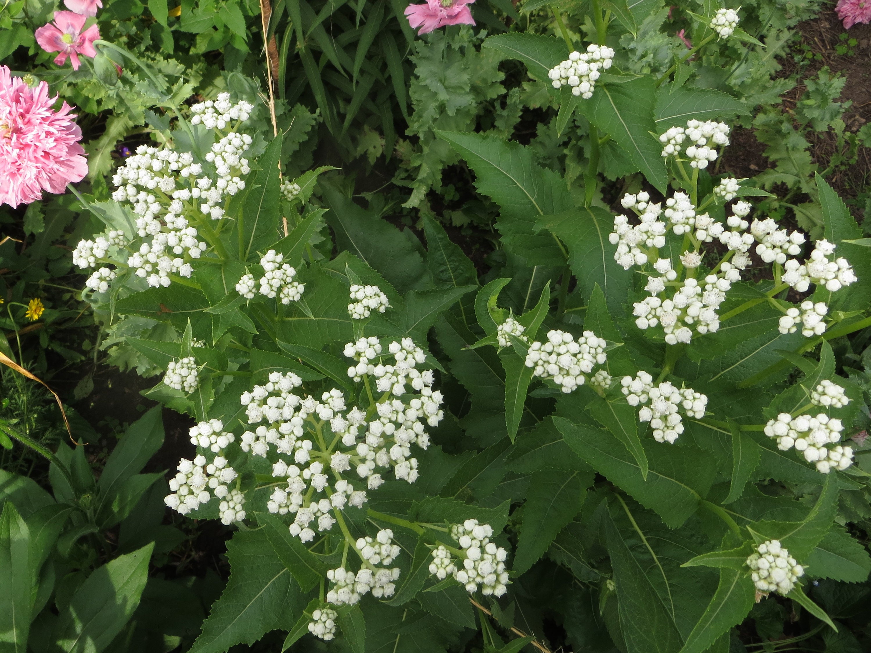 Wild Quinine Seeds - Parthenium Integrifolium - Native Wildflower - Etsy