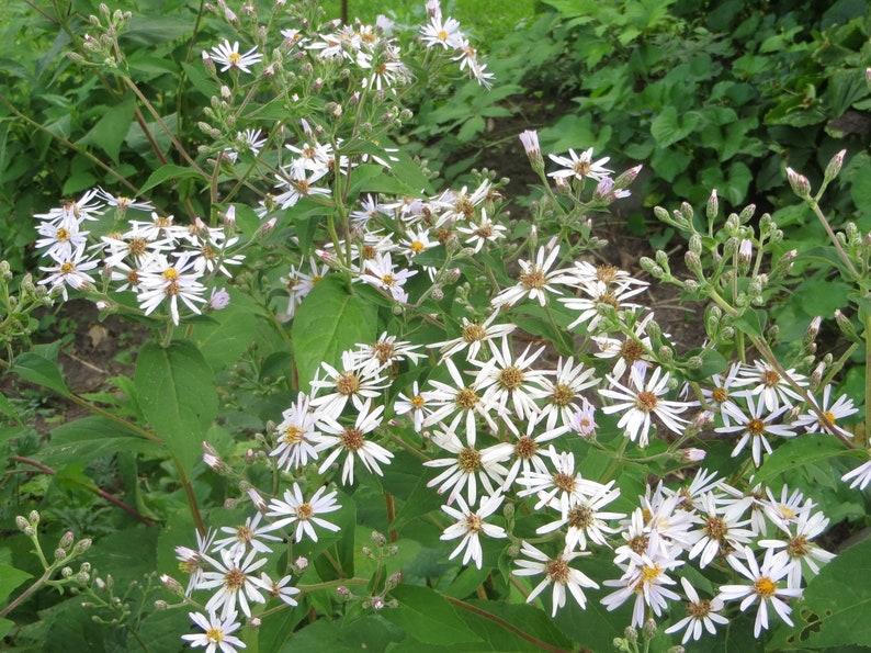 Large Leaf Aster Seeds Aster Macrophyllus - Native Wildflower - Etsy