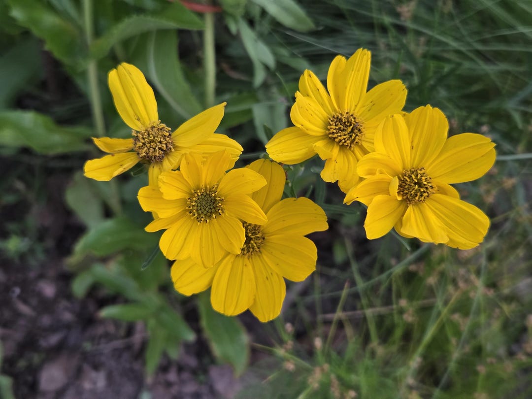 Prairie Coreopsis Native Wildflower Seeds Coreopsis Palmata - Etsy