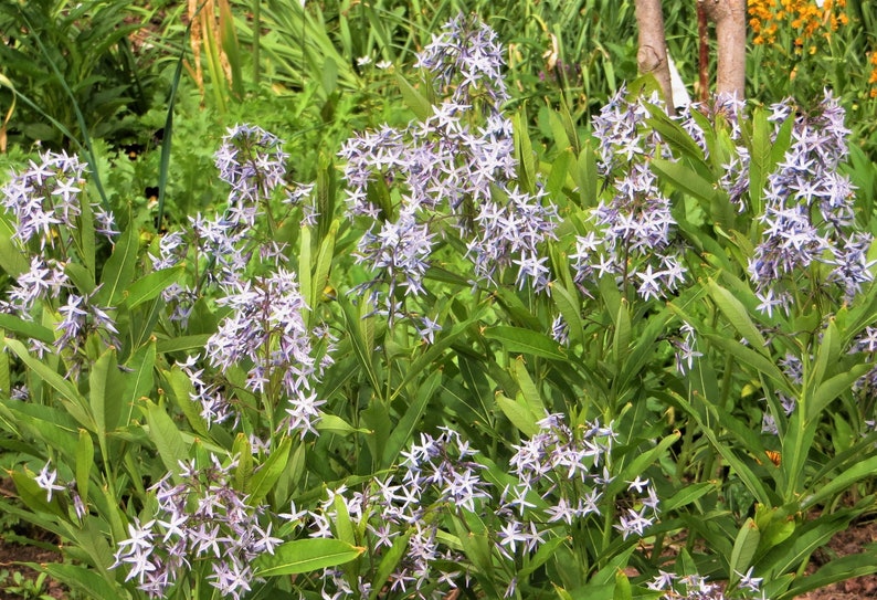 Common Bluestar Seeds Amsonia Tabernaemontana - Etsy