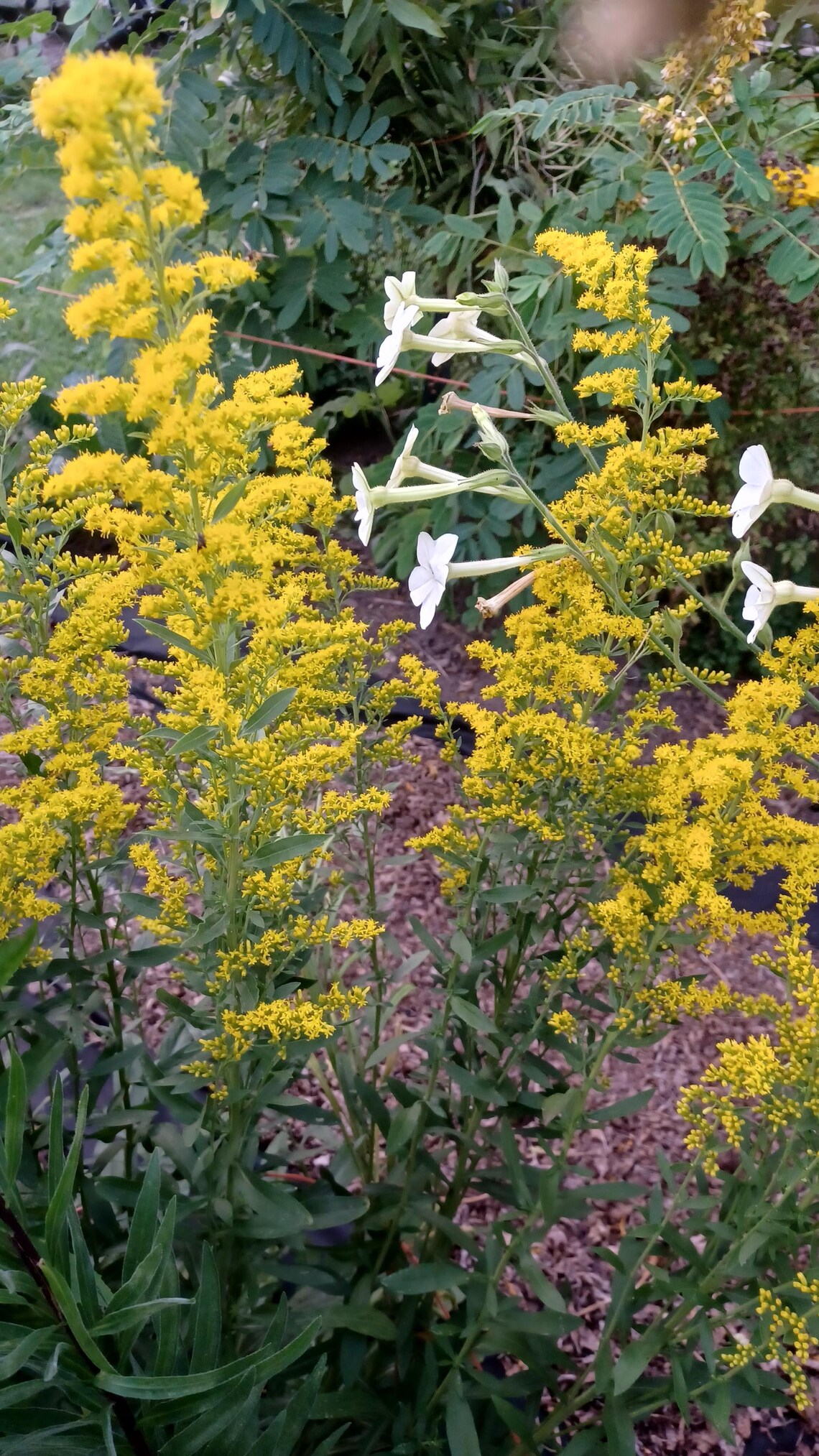 Gray Goldenrod Seeds Solidago Nemoralis - Pollinator Attracting Native ...