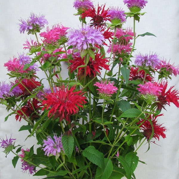 Monarda - Etsy