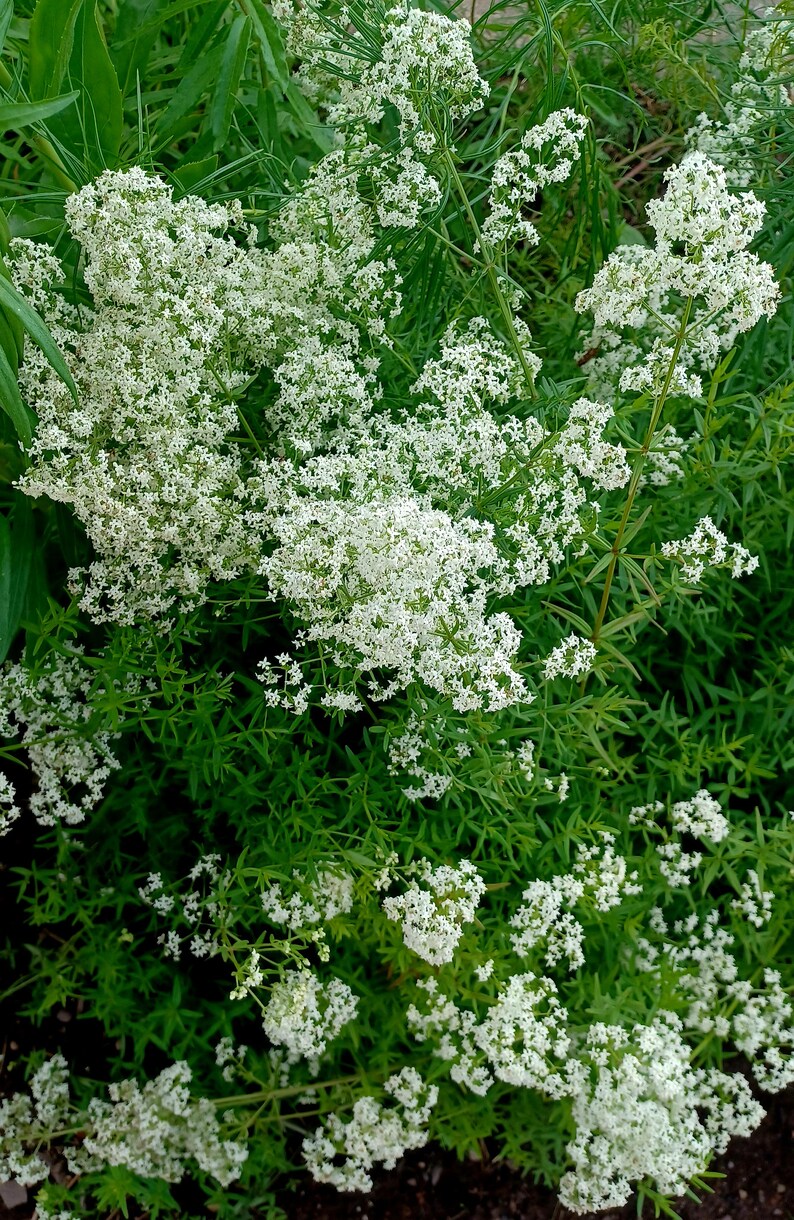 Northern Bedstraw Galium Boreale Perennial Native Wildflower - Etsy