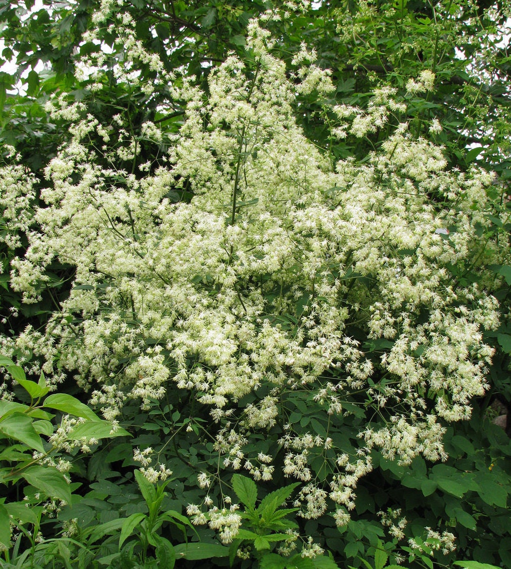 Tall Meadow Rue Seeds - Thalictrum Dasycarpum - Perennial Wildflower - Etsy