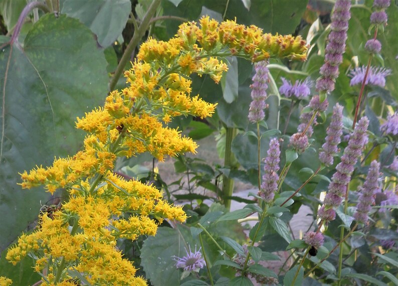 Gray Goldenrod Seeds Solidago Nemoralis Native Wildflower - Etsy