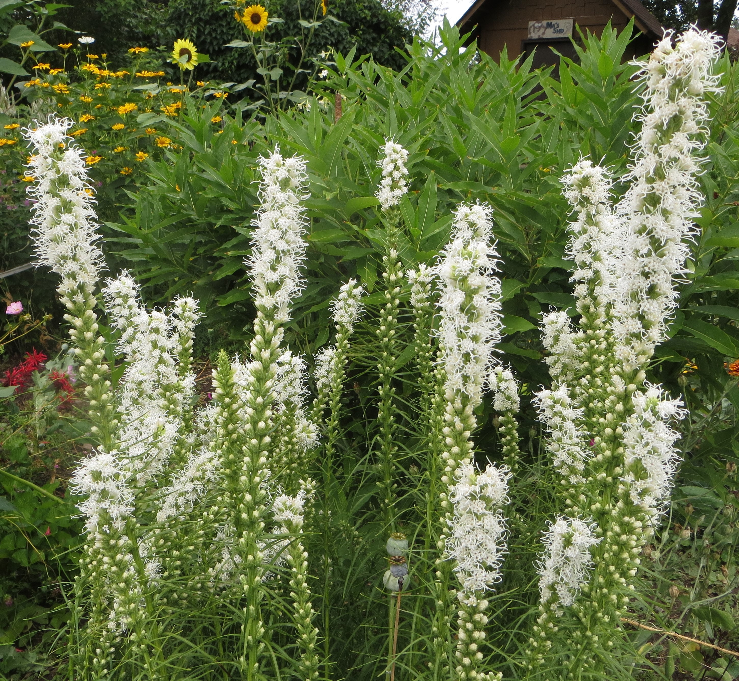 Blazing Star or Gayfeather Seeds Alba Liatris spicate - Etsy Polska