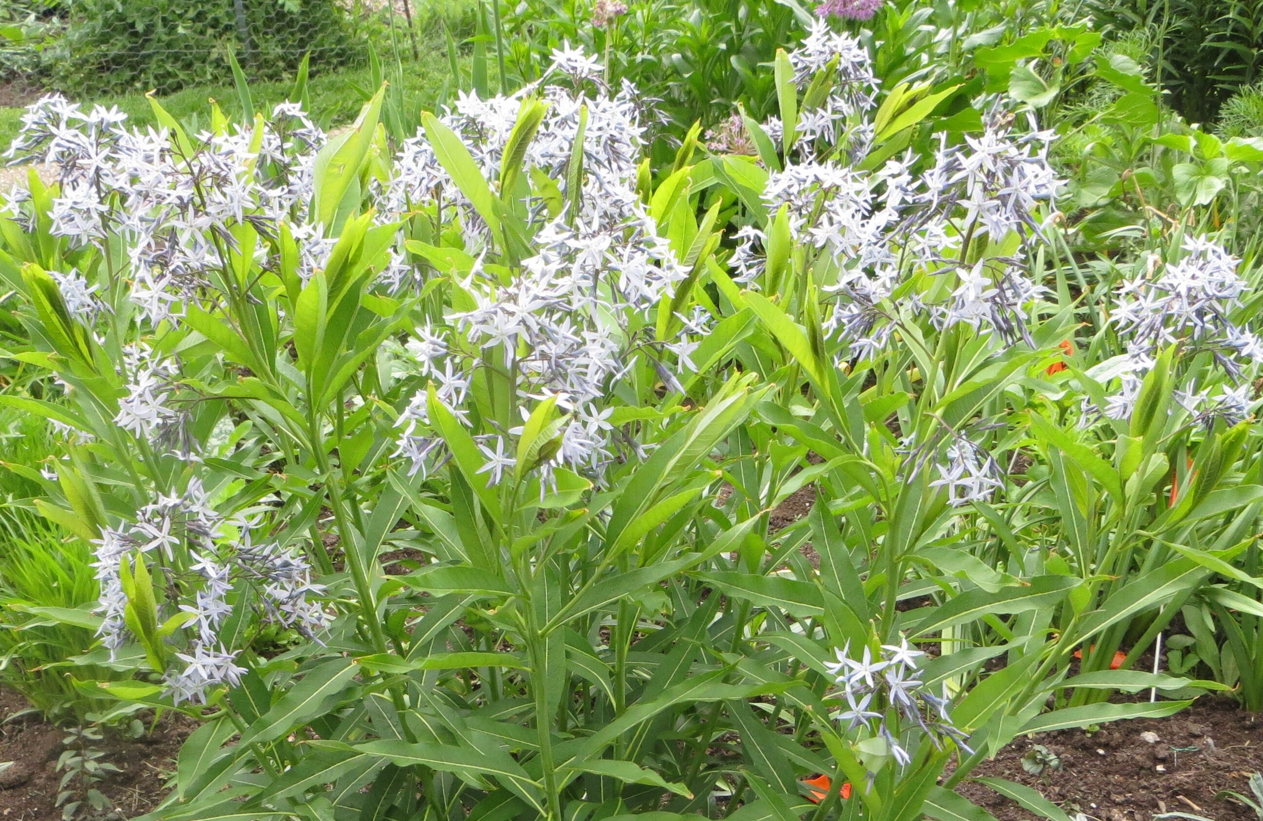 Common Bluestar Seeds Amsonia Tabernaemontana - Etsy