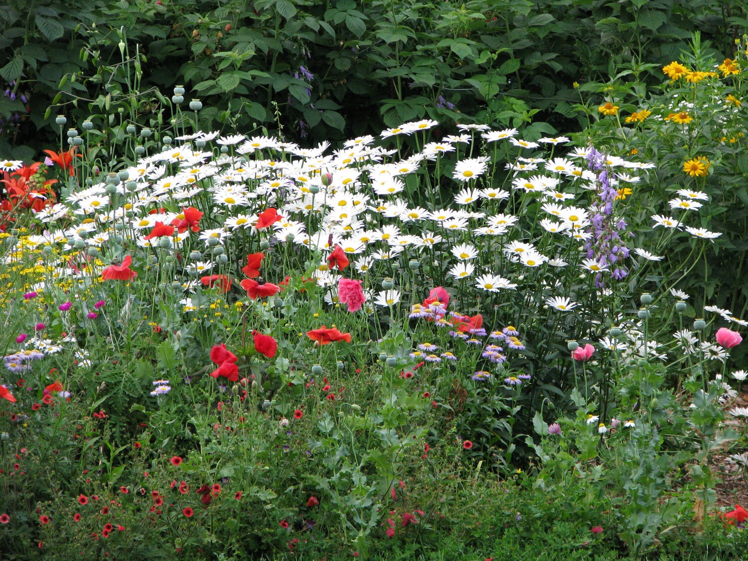 Red Poppy Seeds Papaver Rhoeas | Etsy