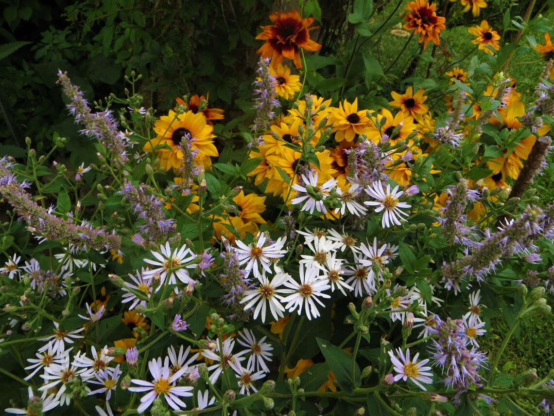 Large Leaf Aster Seeds Aster Macrophyllus Native Wildflower | Etsy