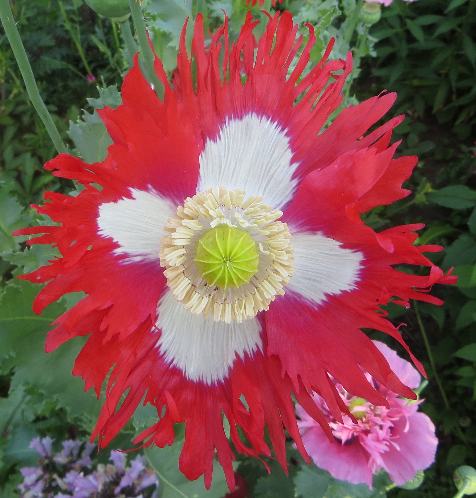 Home & Hobby Craft Supplies & Tools Danish Flag Poppy Flower Seeds ...