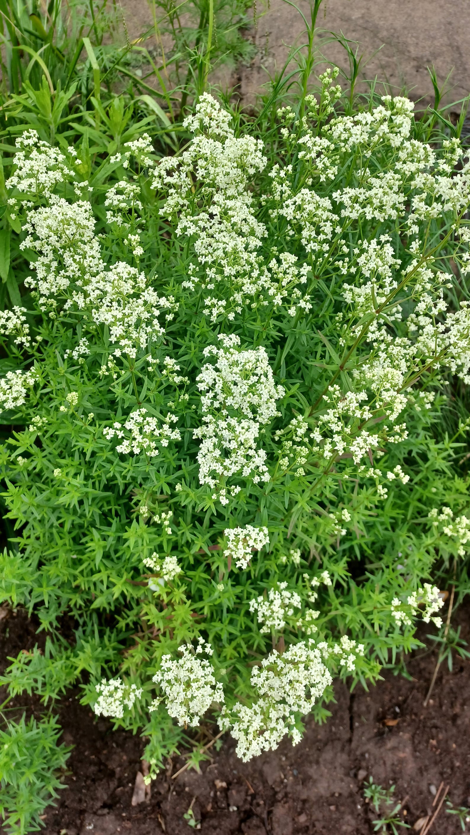 Northern Bedstraw Galium Boreale Perennial Native Wildflower - Etsy