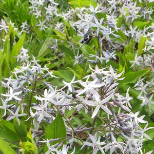 Common Bluestar Seeds Amsonia Tabernaemontana - Etsy