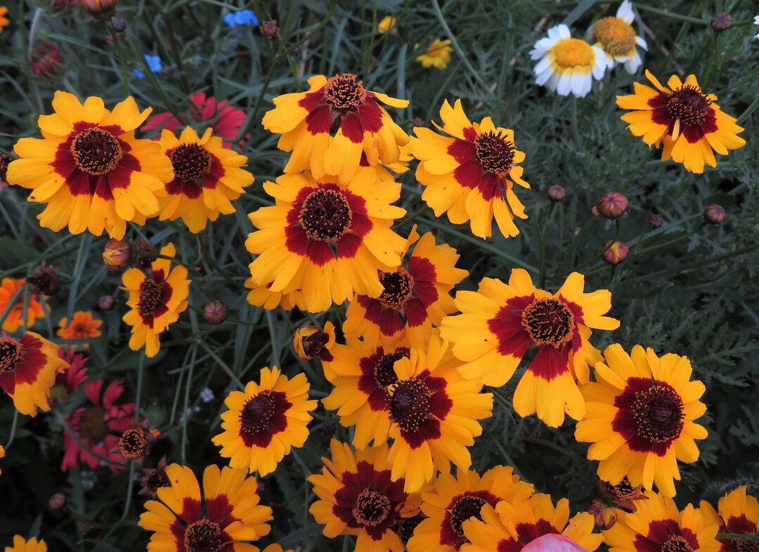 Plains Coreopsis Seeds (coreopsis Tinctoria) - Annual - Etsy