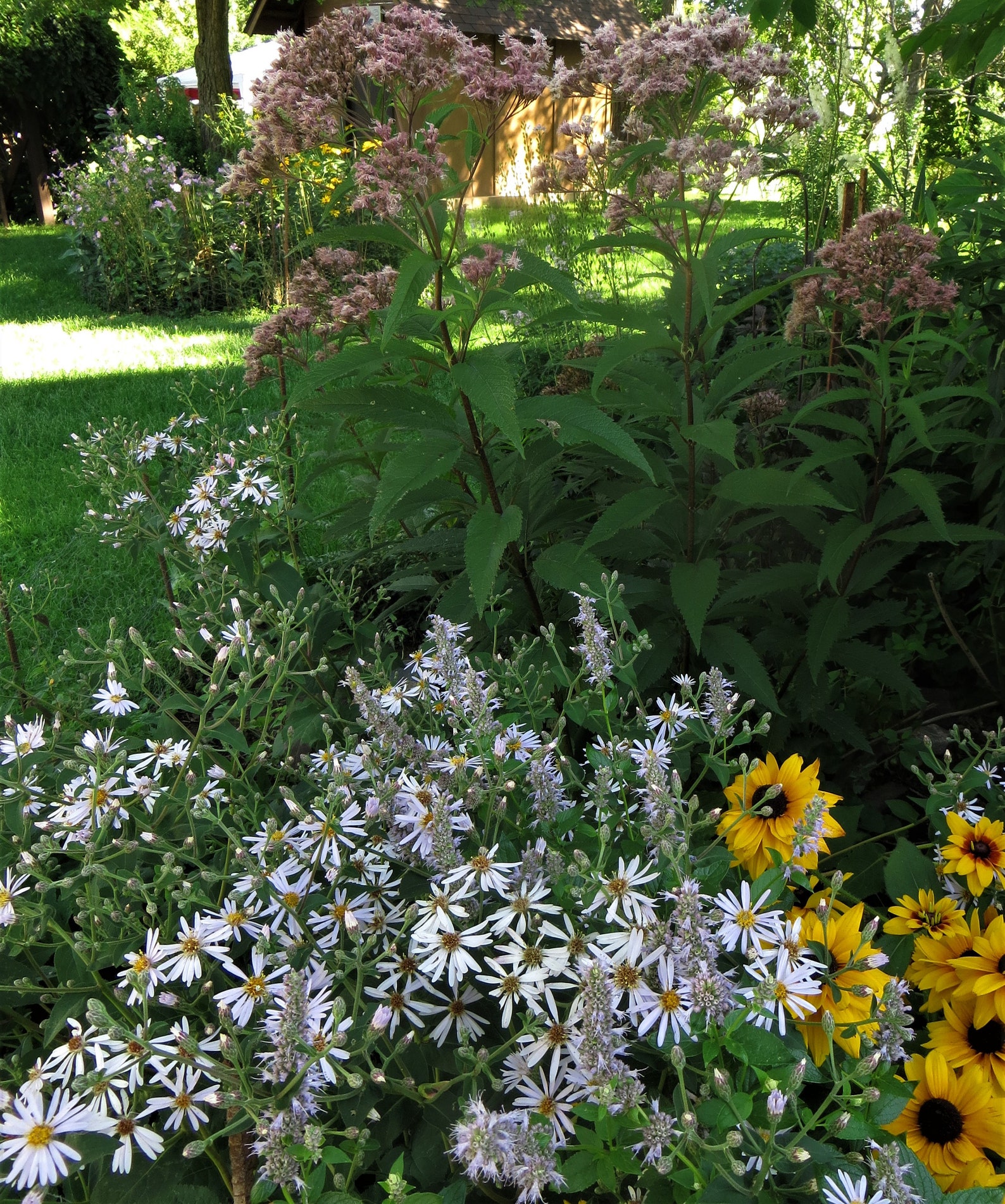 Large Leaf Aster Seeds Aster Macrophyllus - Native Wildflower - Etsy