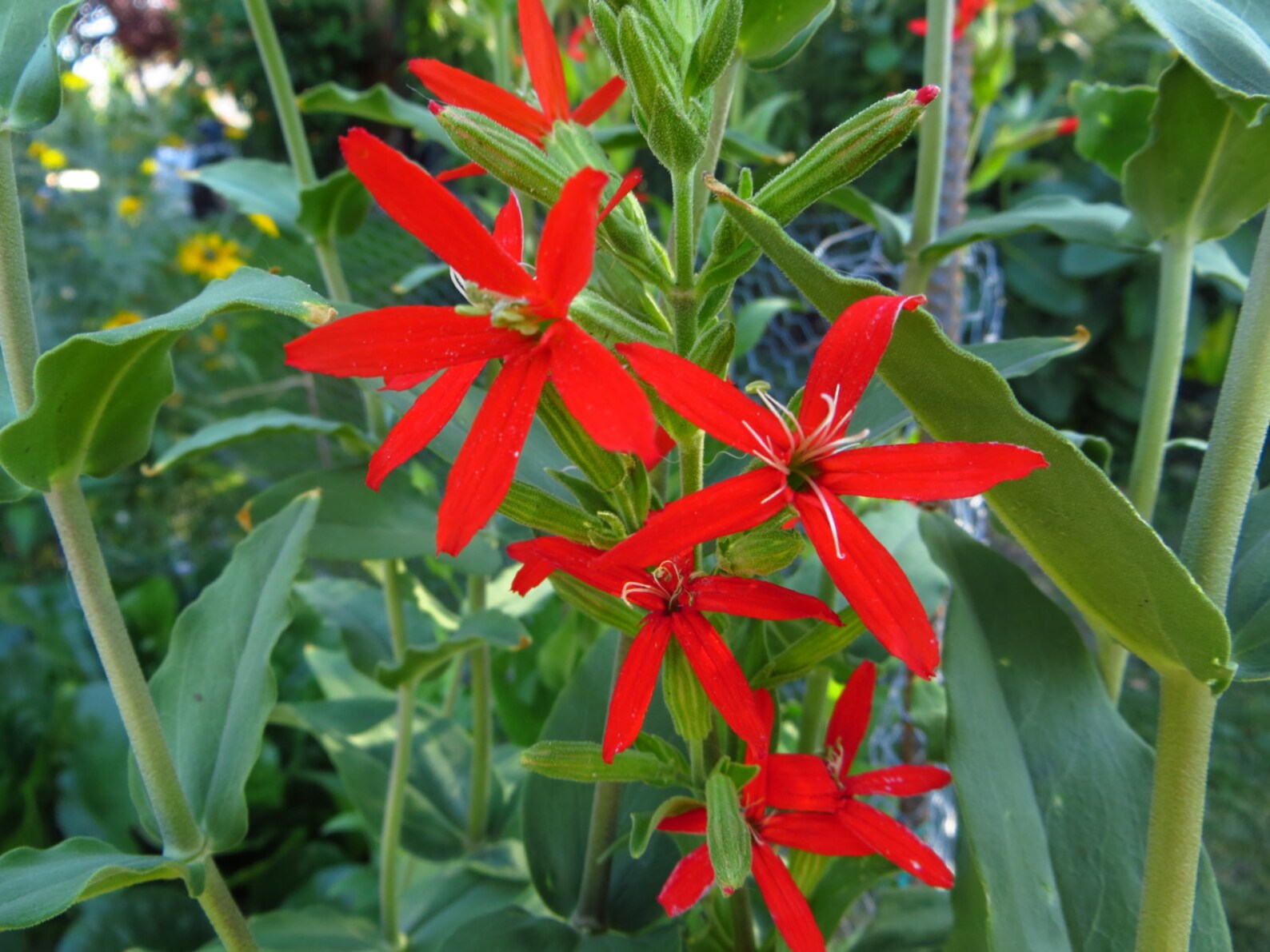Royal Catchfly Seeds Silene Regia Native Wildflower - Etsy