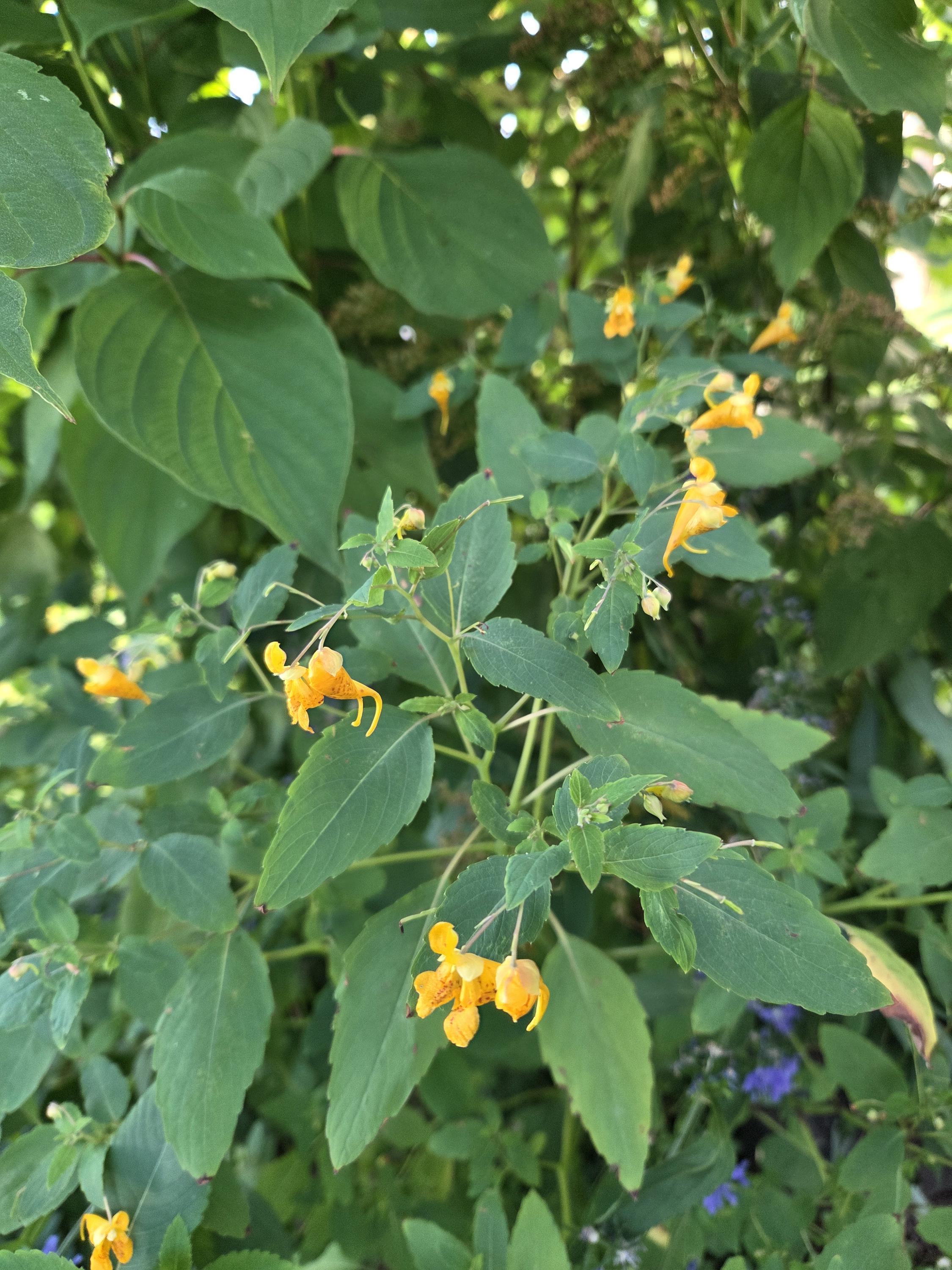 Spotted Touch-me-not Seeds Impatiens Capensis Annual Wildflower - Etsy