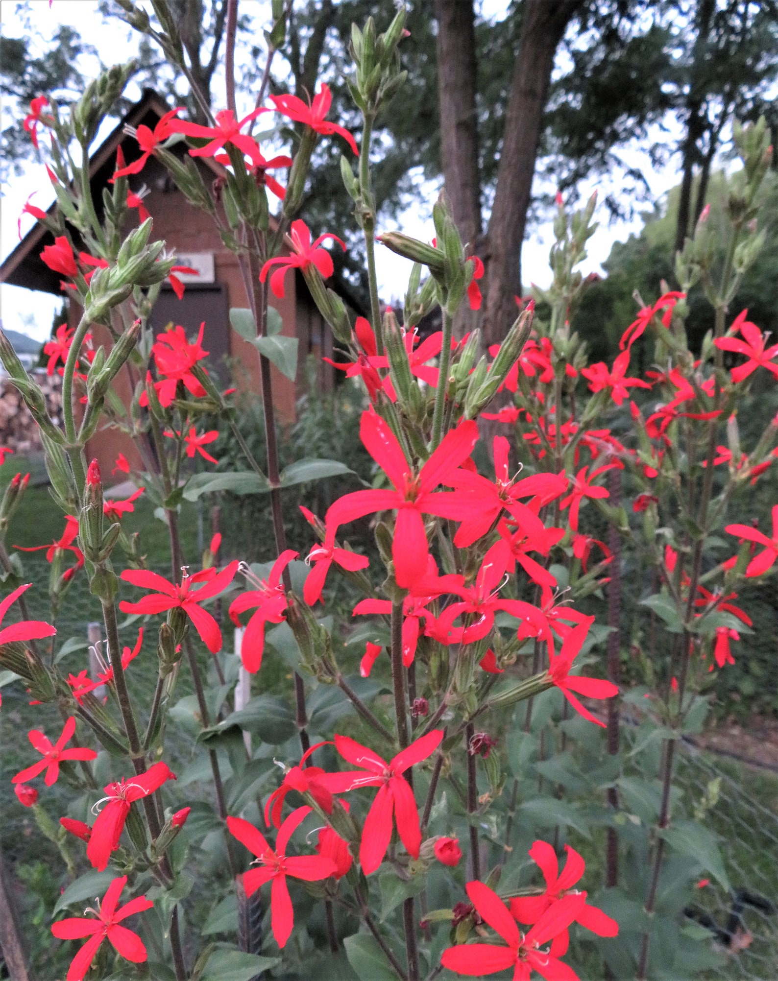 Royal Catchfly Seeds Silene Regia Native Wildflower - Etsy