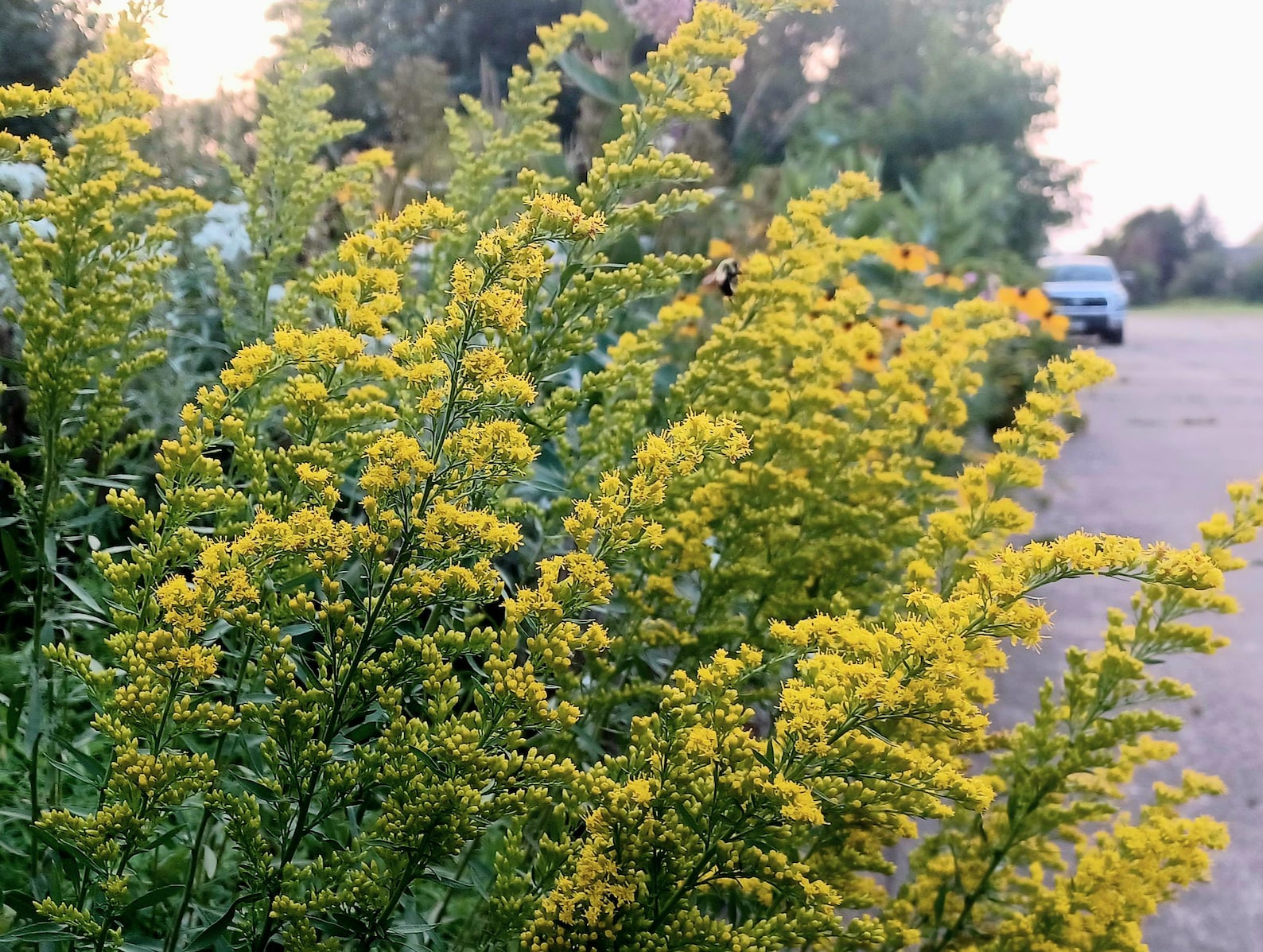 Gray Goldenrod Seeds Solidago Nemoralis - Pollinator Attracting Native ...