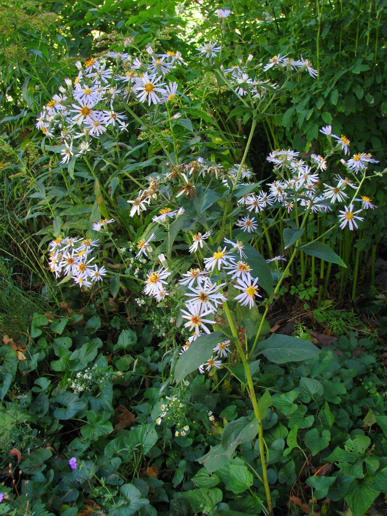 Large Leaf Aster Seeds Aster Macrophyllus - Native Wildflower - Etsy