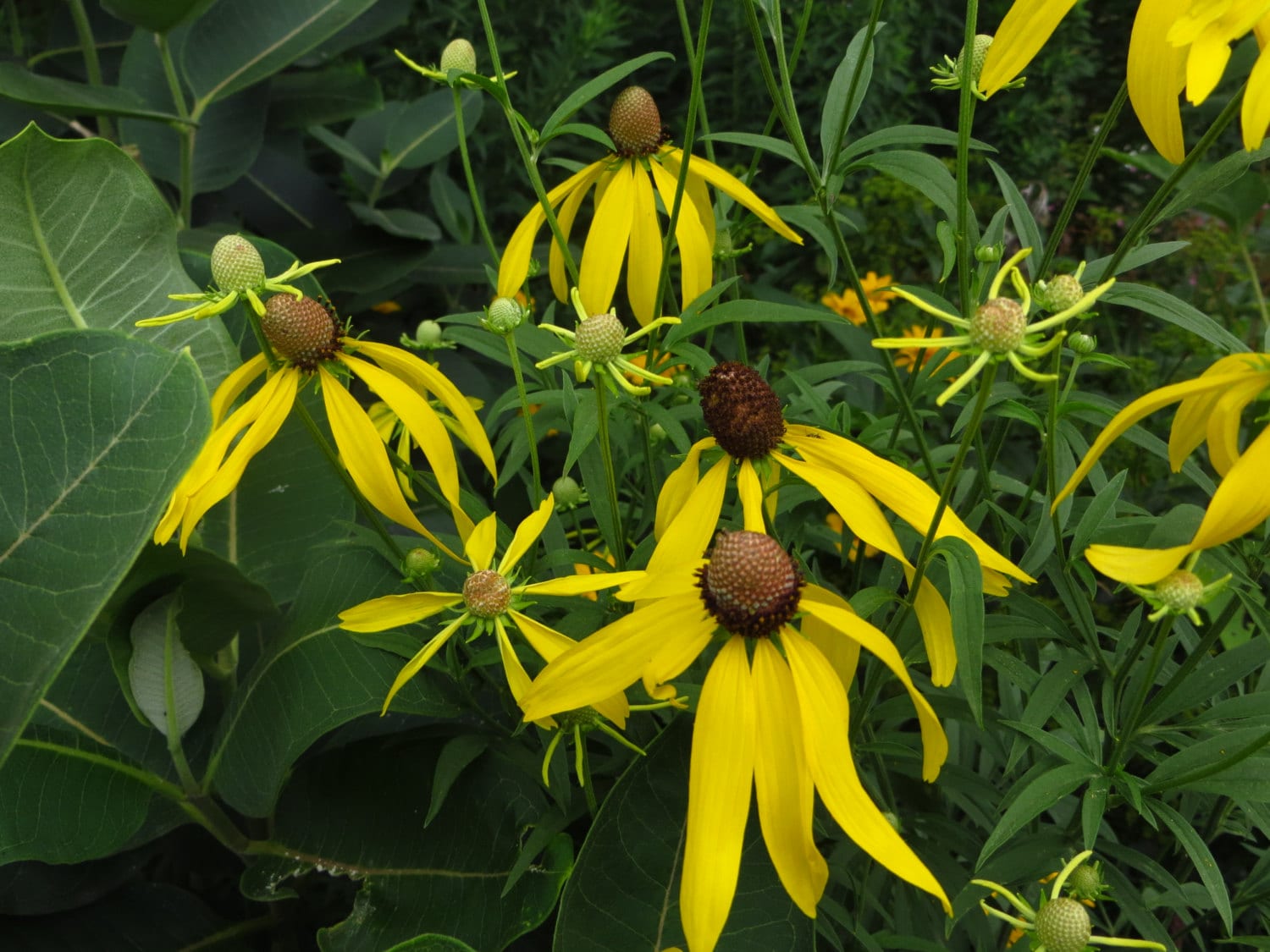 Yellow Coneflower Seeds Ratibida Pinnata - Native Wildflower - Etsy
