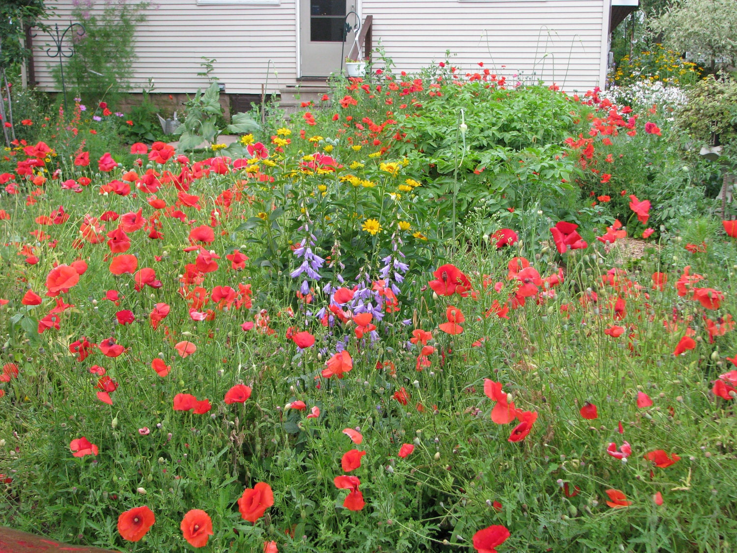 Red Poppy Seeds Papaver Rhoeas | Etsy