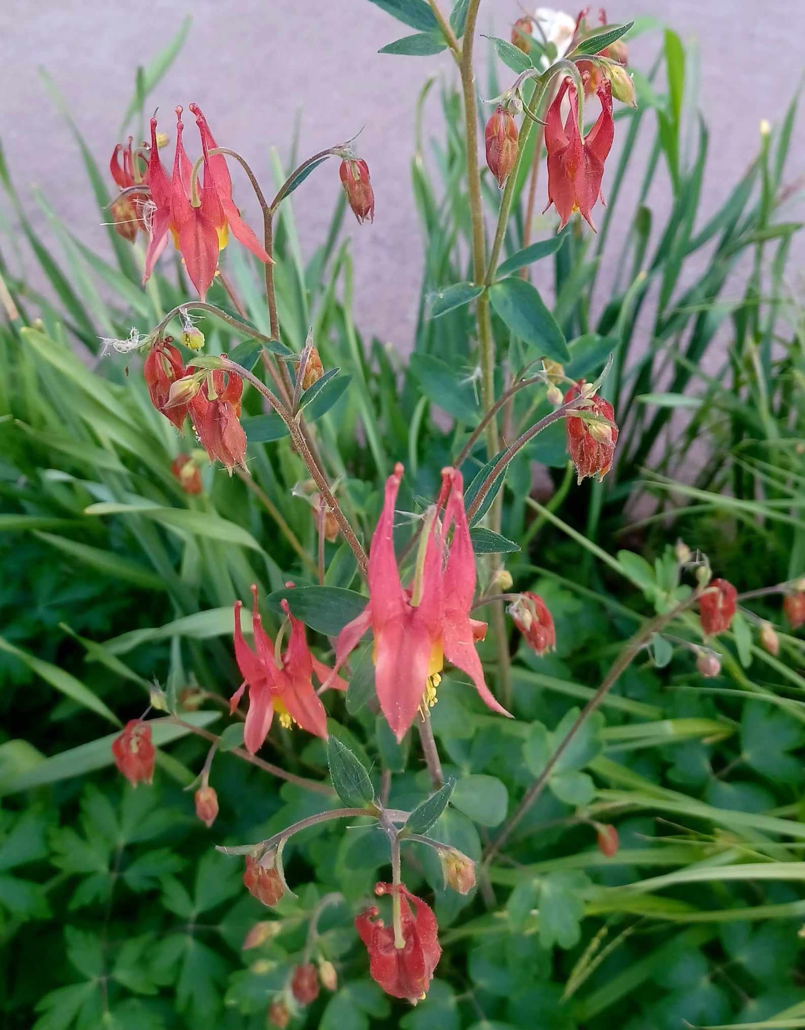 Wild Columbine Seeds Aquilegia Canadensis - Etsy