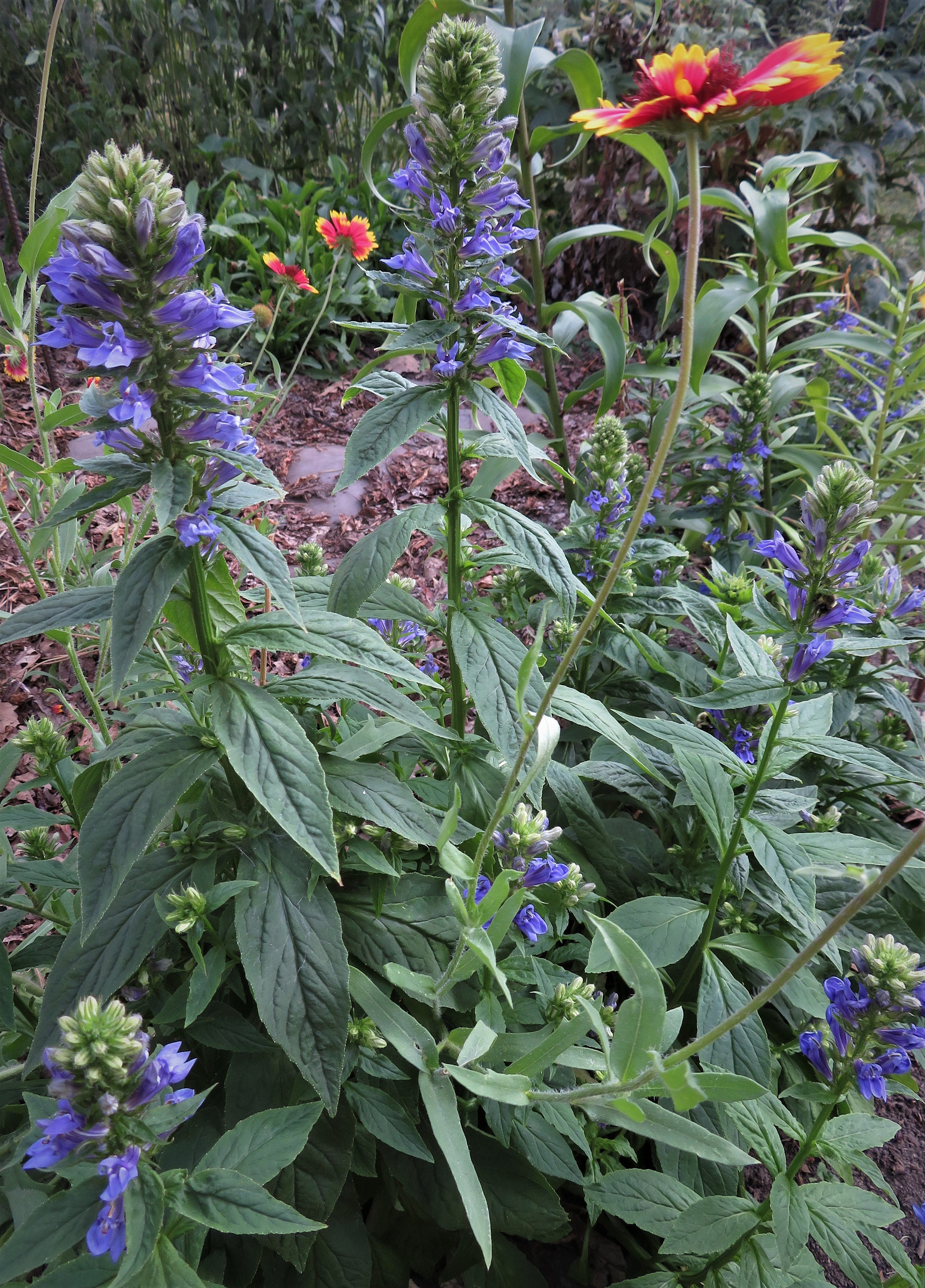 Great Blue Lobelia Seeds: Pollinator-friendly Wildflower - Etsy