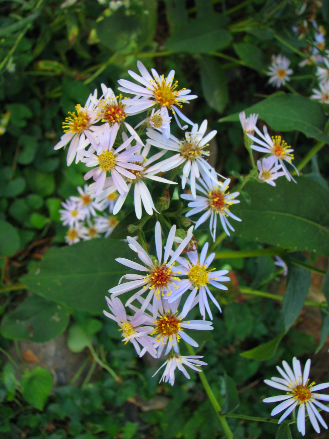 Large Leaf Aster Seeds Aster Macrophyllus - Native Wildflower - Etsy