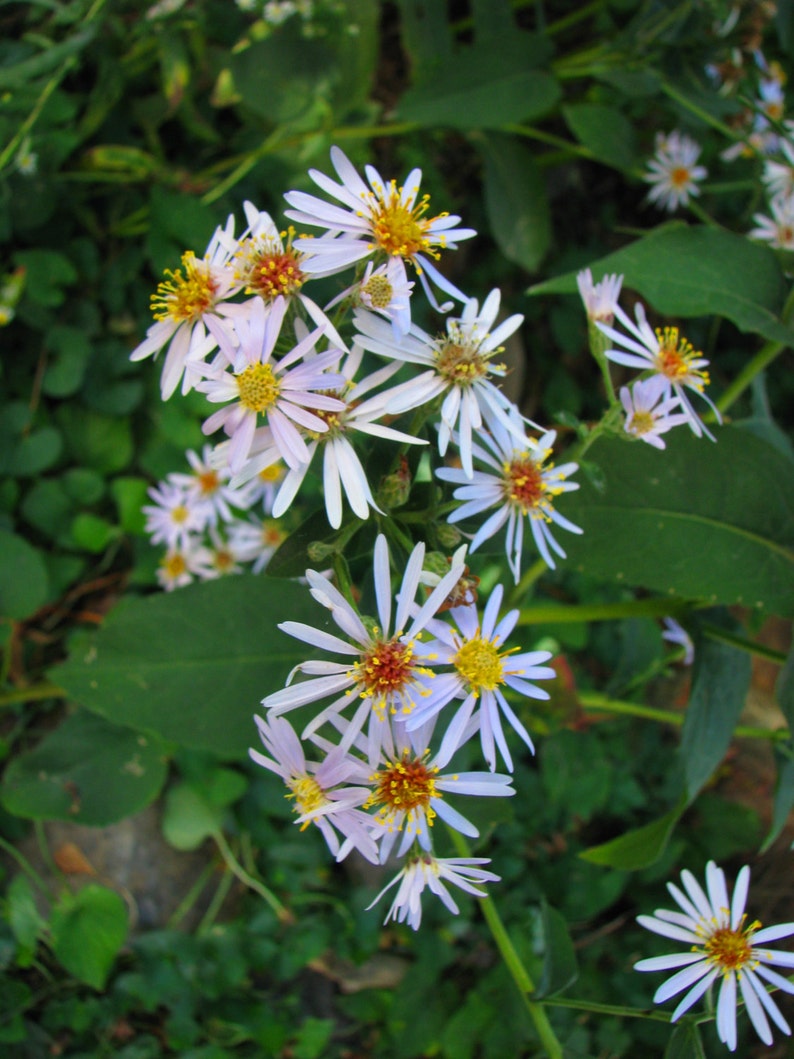Large Leaf Aster Seeds Aster Macrophyllus - Native Wildflower - Etsy
