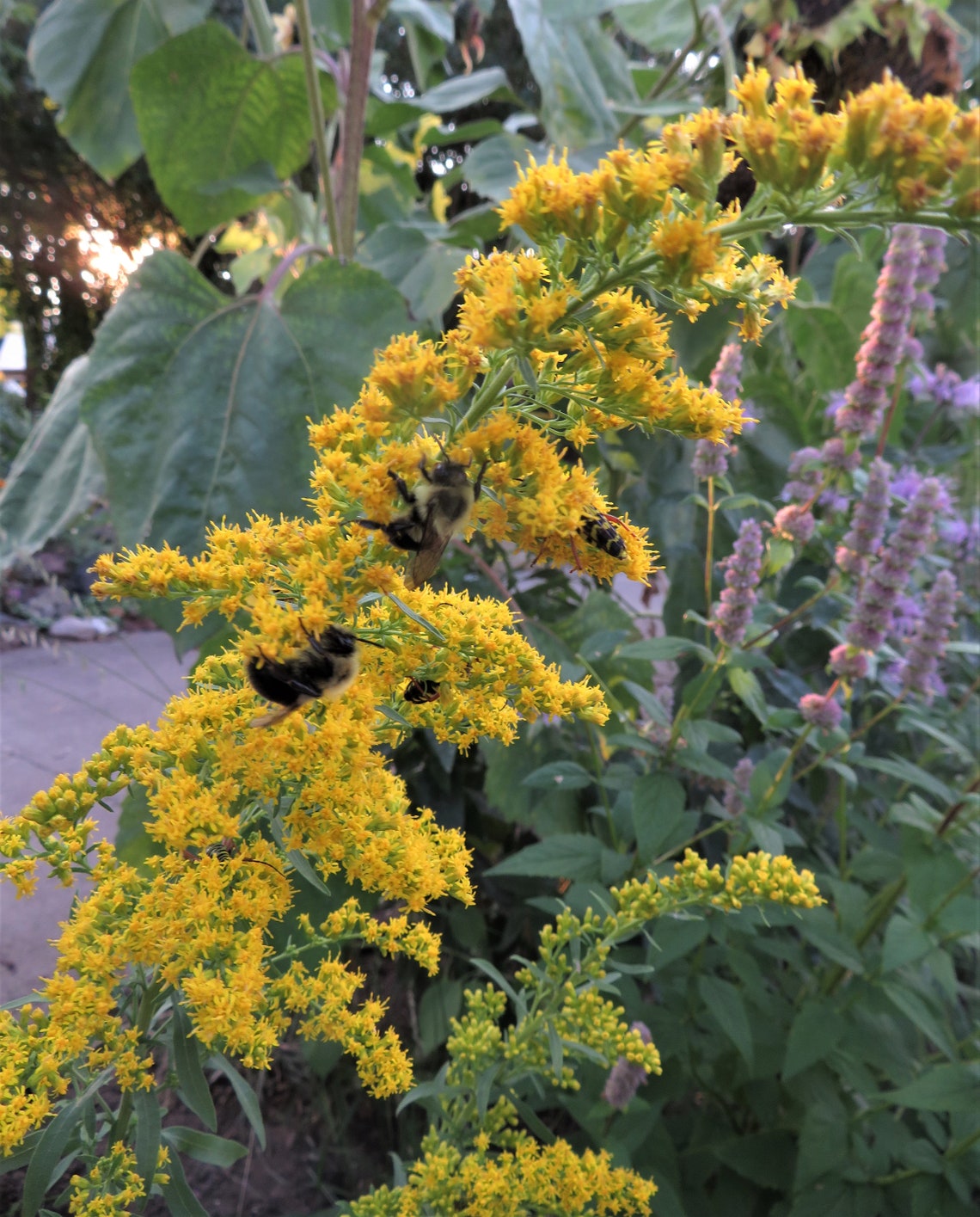 Gray Goldenrod Seeds Solidago Nemoralis - Pollinator Attracting Native ...